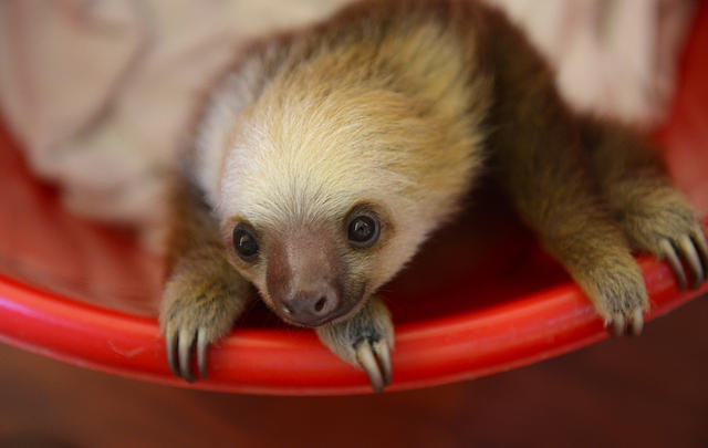 Puerto Viejo Costa Rica sloths steal the show in Sloth Week