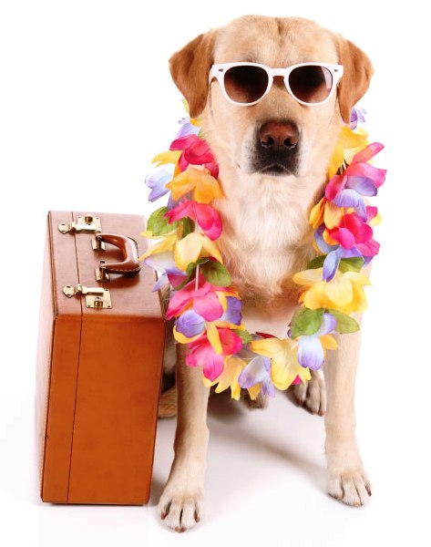How To Bring Pets When You Move To Costa Rica how-to-bring-pets-when-you-move-to-costa-rica