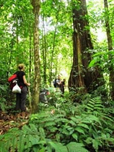 8 Tips to Spot Rainforest Wildlife in Costa Rica | Enchanting Costa Rica