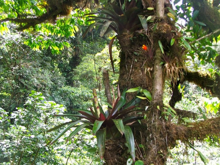 5 plant species to look out for in Monteverde Cloud Forest | Enchanting ...