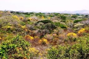 Why the dry tropical forest in Guanacaste, Costa Rica is so amazing ...