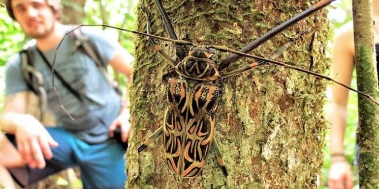 Discover Dazzling Costa Rica Insects at Nicuesa Lodge | Enchanting ...